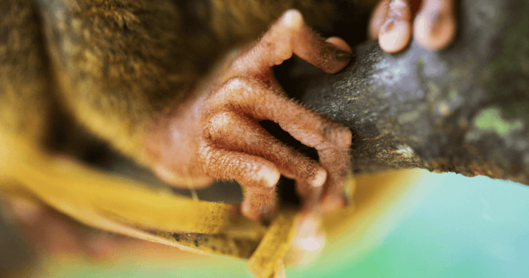 Bohol's Wildlife Wonders: A Close Encounter with Tarsiers